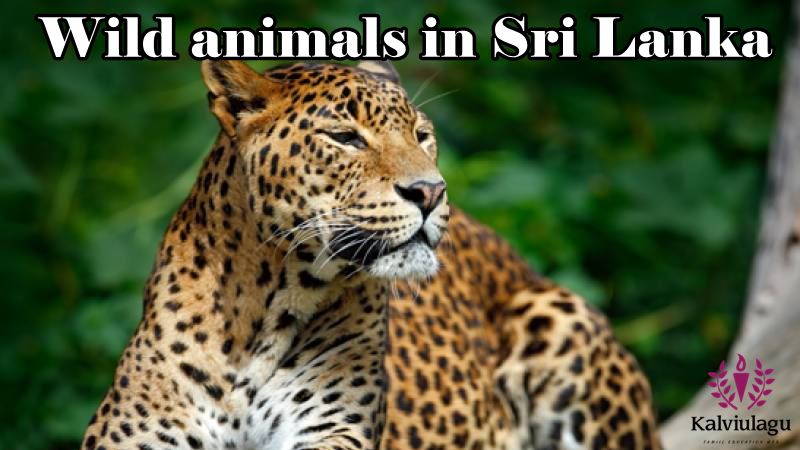 Wild animals in Sri Lanka..! | Kalvi Ulagu | World No 1 Tamil Education ...
